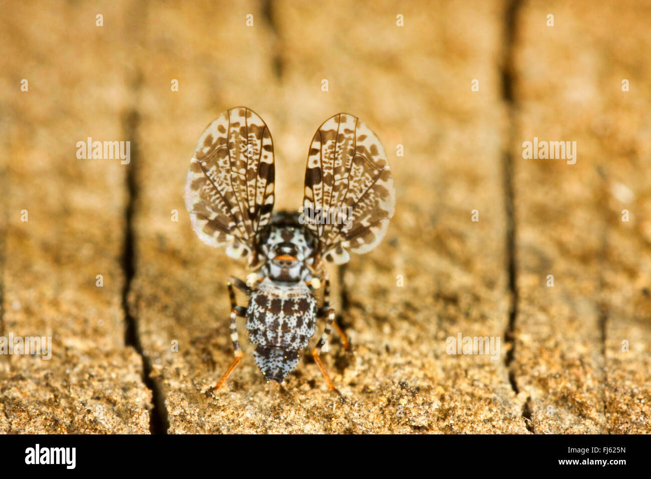 Peacock Fly, Peacock-Fly (Callopistromyia annulipes), male with typical ...