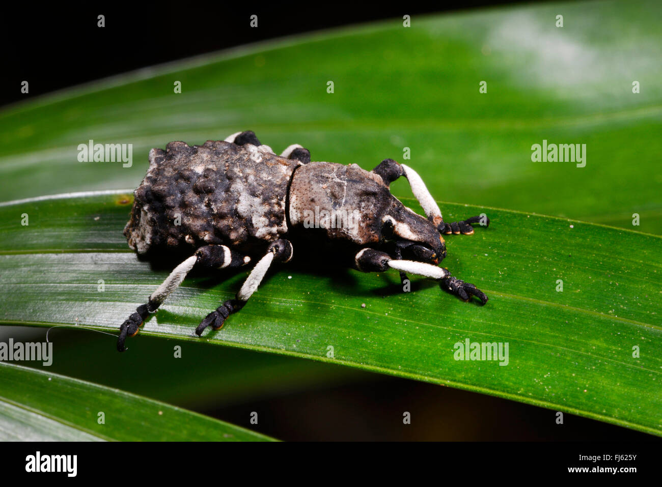 Snout Beetles Stock Photos & Snout Beetles Stock Images - Alamy