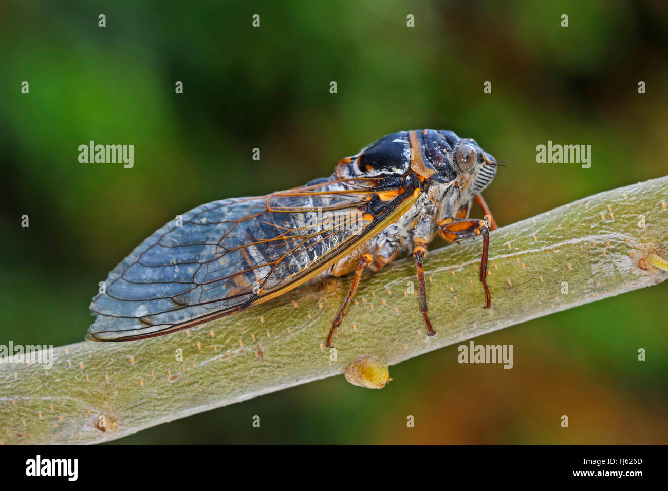 Lyristes plebeius hi-res stock photography and images - Alamy