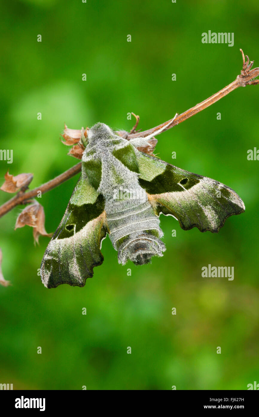 willowherb hawkmoth, Curzon's sphinx moth (Proserpinus proserpina), on ...
