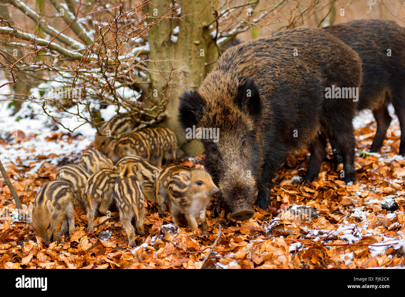 wild boar, pig, wild boar (Sus scrofa), wild sow with shoats in a ...