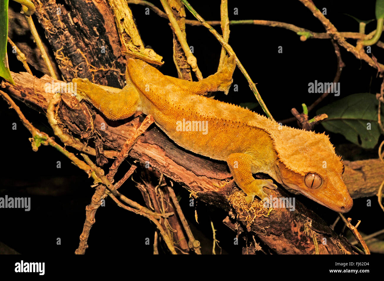 Giant Crested Gecko
