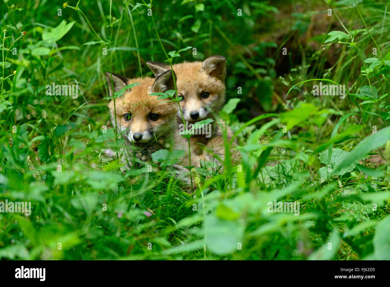 red fox (Vulpes vulpes), two fox cubs in the shrubbery at the burrow ...