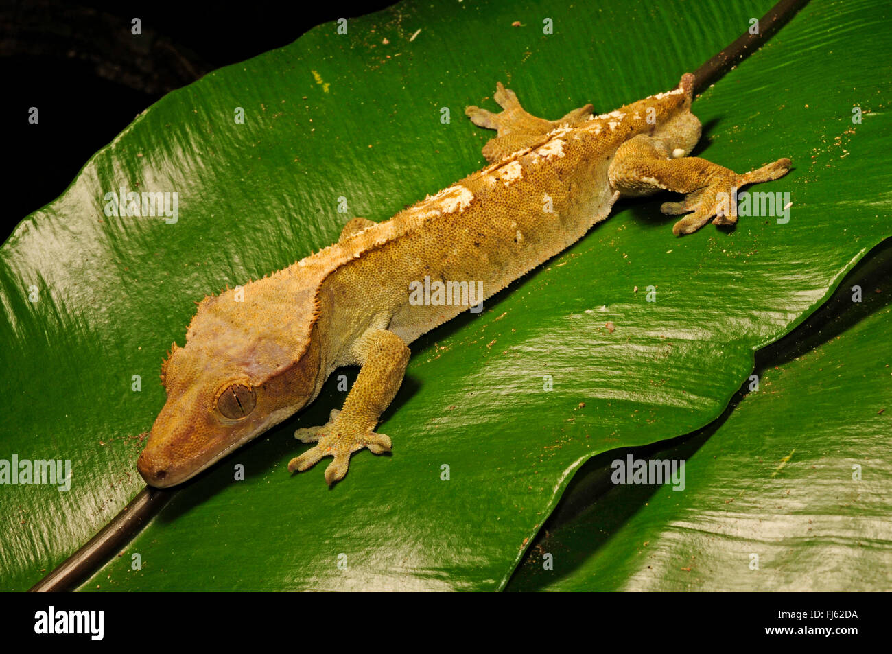 Crested Gecko, Eyelash Gecko, New Caledonian giant gecko (Rhacodactylus ...
