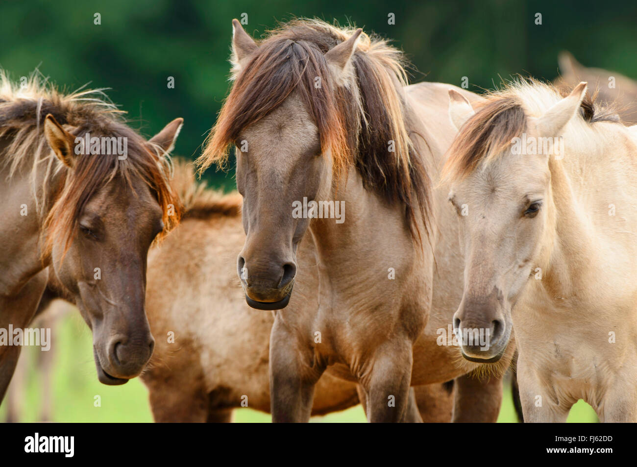 Duelmen pony, Dulmen pony, Duelmener Wildpferd, Dulmener Wildpferd ...