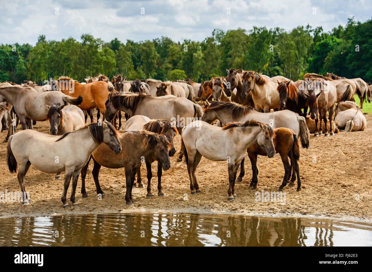 Duelmen pony, Dulmen pony, Duelmener Wildpferd, Dulmener Wildpferd ...