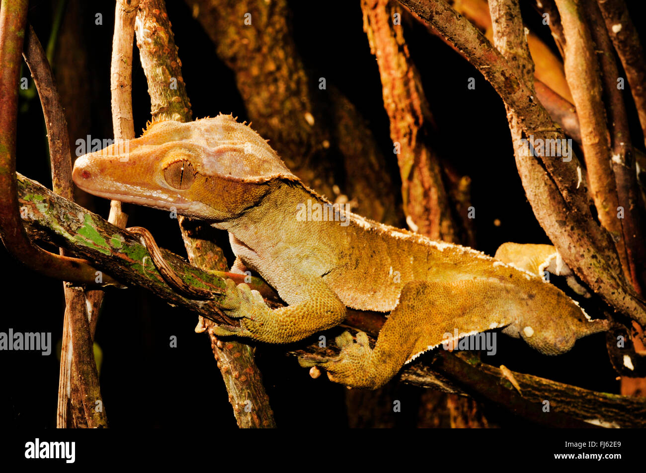 Crested Gecko, Eyelash Gecko, New Caledonian giant gecko (Rhacodactylus ...