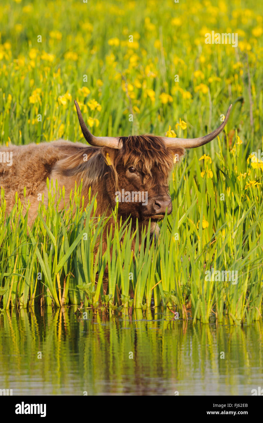 Scottish Highland Cattle, Kyloe (Bos primigenius f. taurus), in a ...