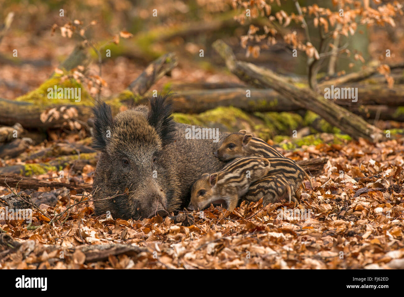 wild boar, pig, wild boar (Sus scrofa), wild sow with shoats in a ...