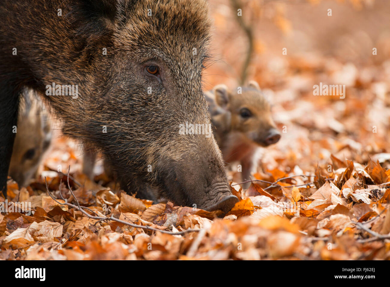 wild boar, pig, wild boar (Sus scrofa), wild sow with shoats in a ...