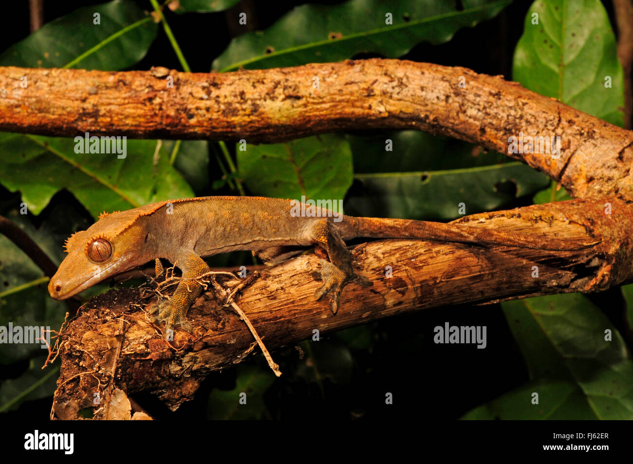 Crested Gecko, Eyelash Gecko, New Caledonian giant gecko (Rhacodactylus ...