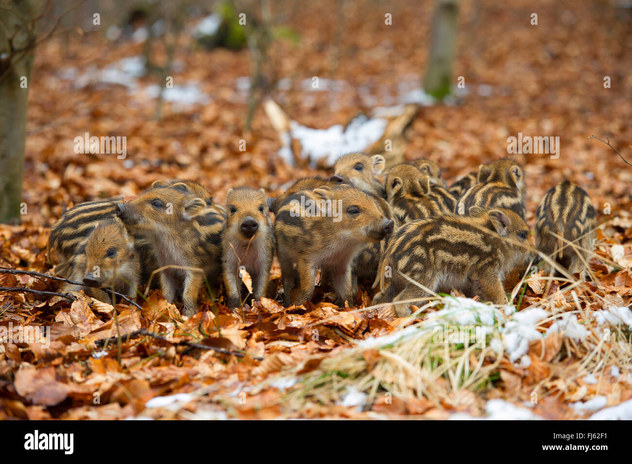wild boar, pig, wild boar (Sus scrofa), shoats in a forest, Germany ...