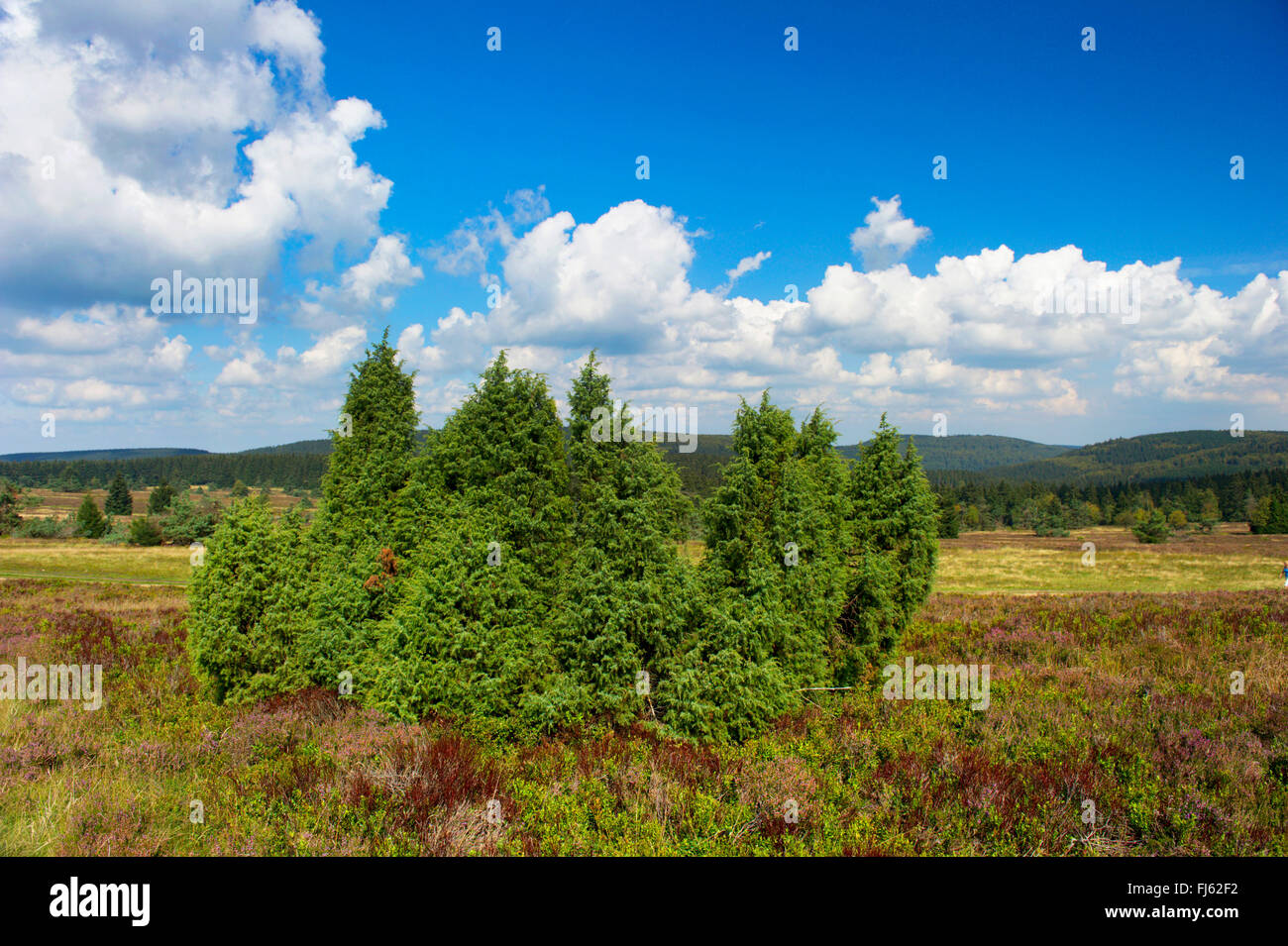 Common juniper, Ground juniper (Juniperus communis), heathland in ...