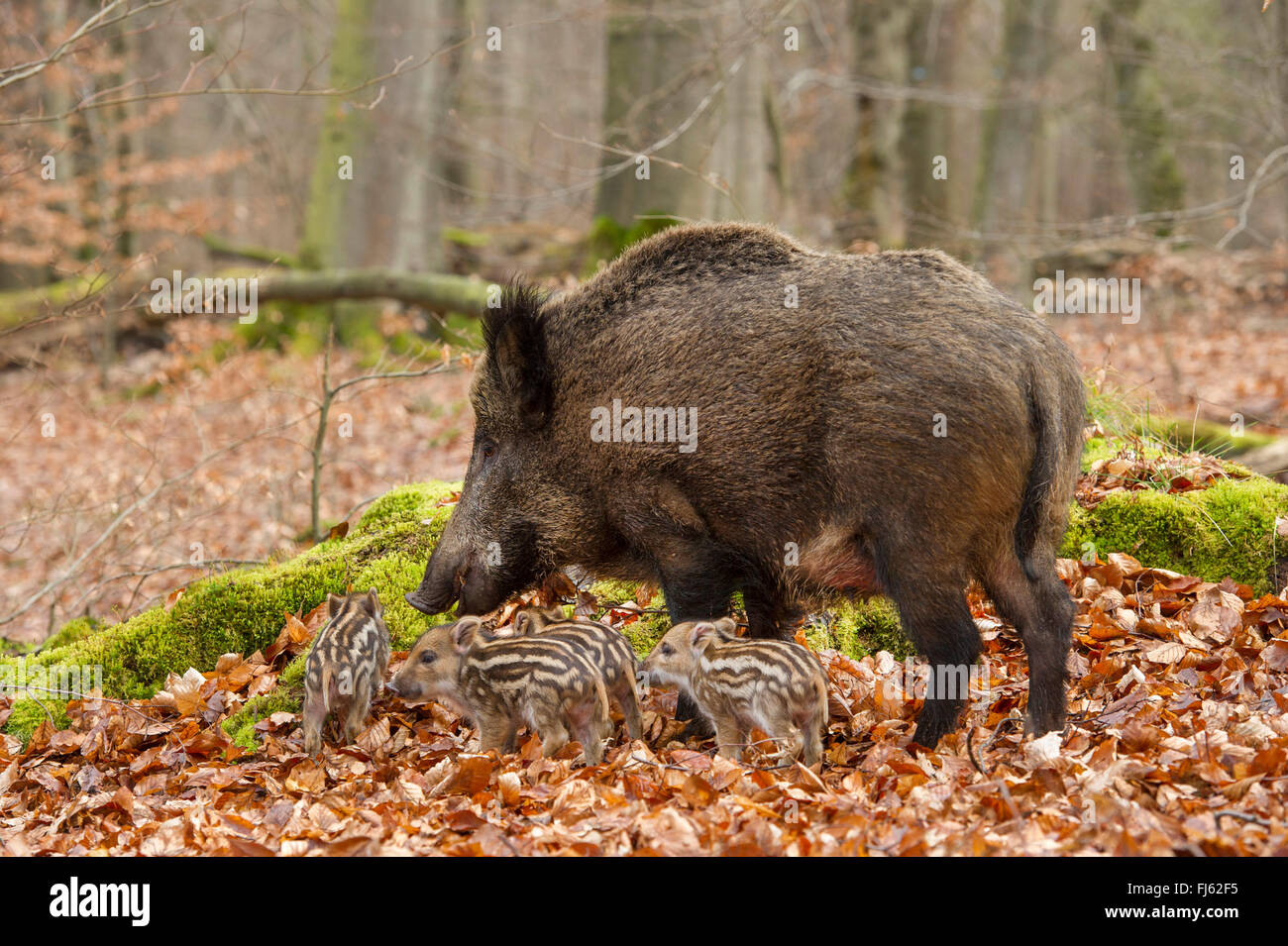 wild boar, pig, wild boar (Sus scrofa), wild sow with shoats in a ...