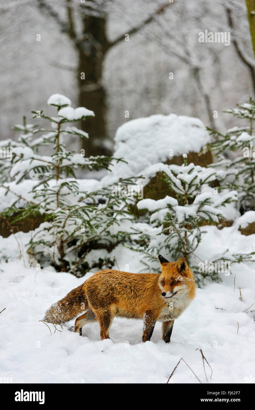 Fox in snow hi-res stock photography and images - Alamy