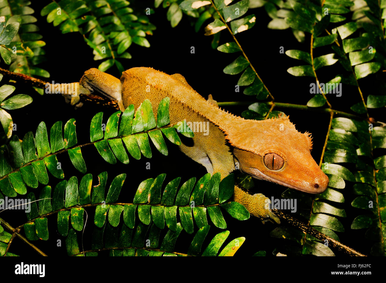 Crested Gecko, Eyelash Gecko, New Caledonian giant gecko (Rhacodactylus ...