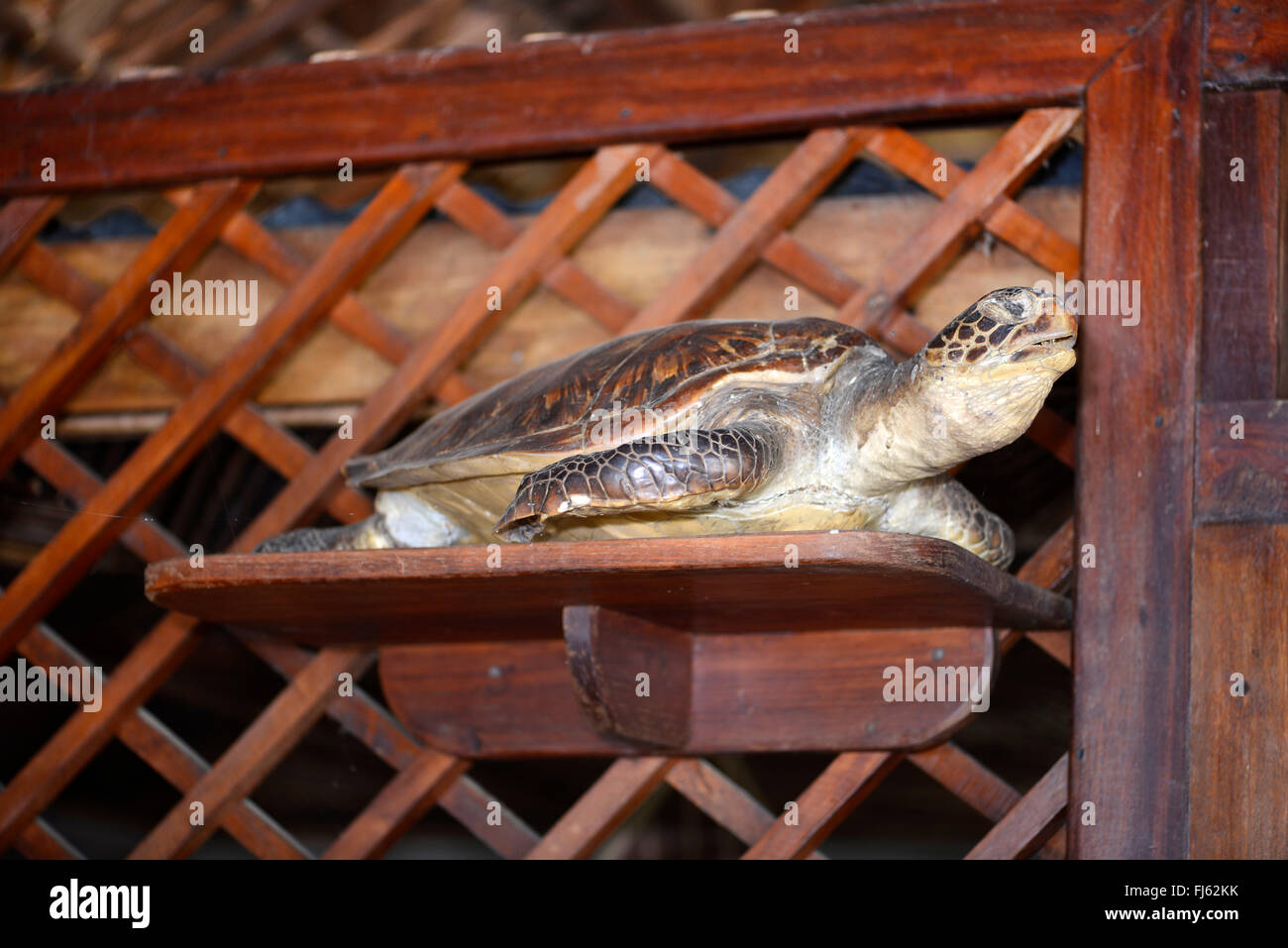 taxydermy of a sea turtle in a lodge, Madagascar, Nosy Be, Lokobe ...