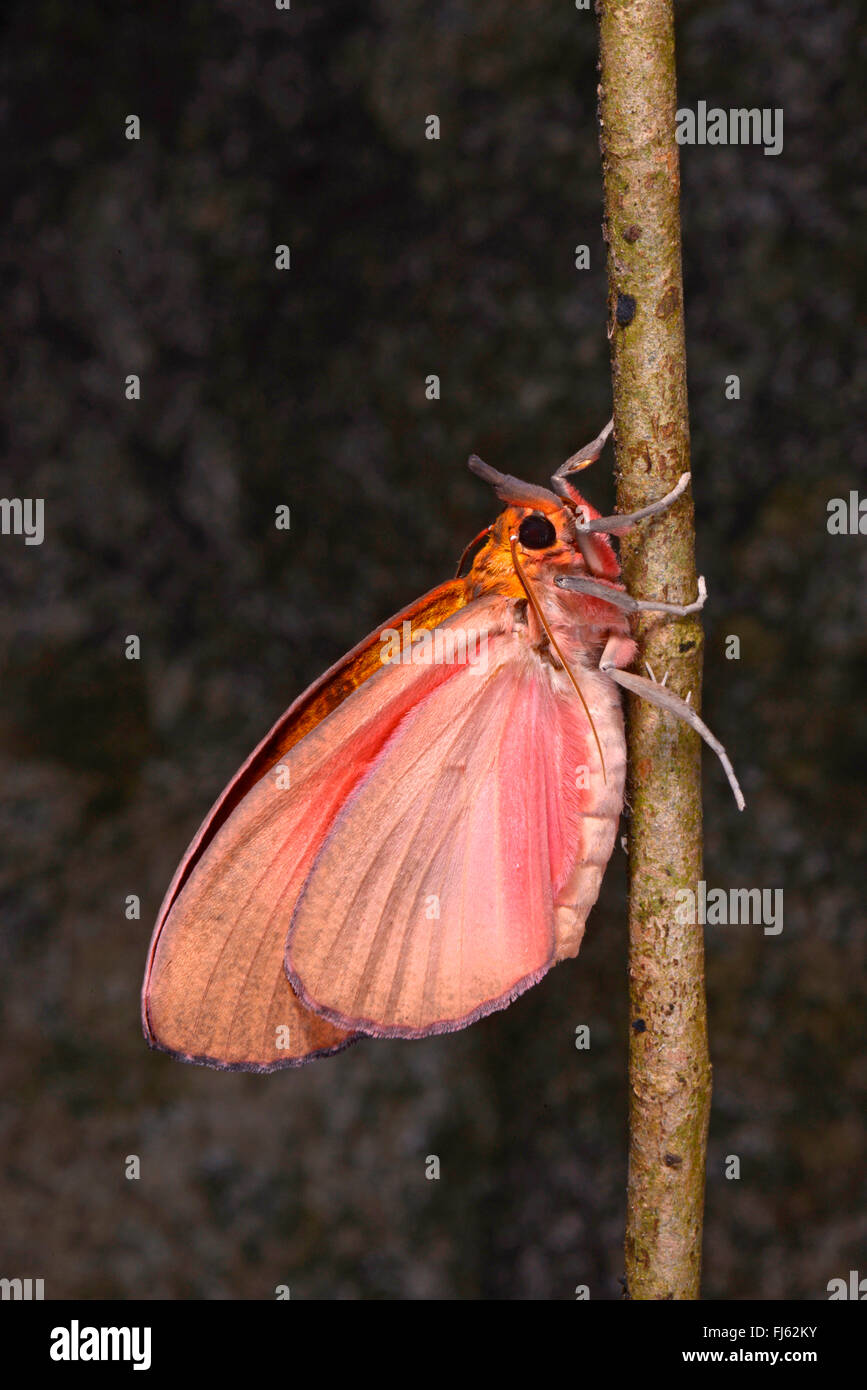 Madagascar insects hi-res stock photography and images - Alamy