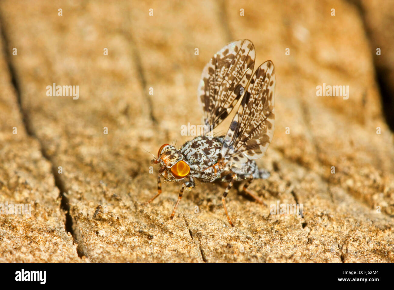 Peacock Fly, Peacock-Fly (Callopistromyia annulipes), male with typical ...