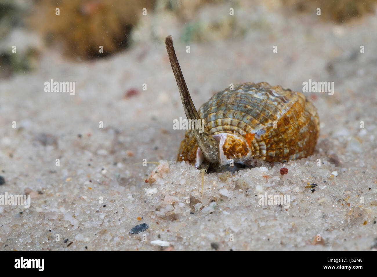 netted nassa, netted dogwhelk (Nassarius reticulatus, Nassarius ...