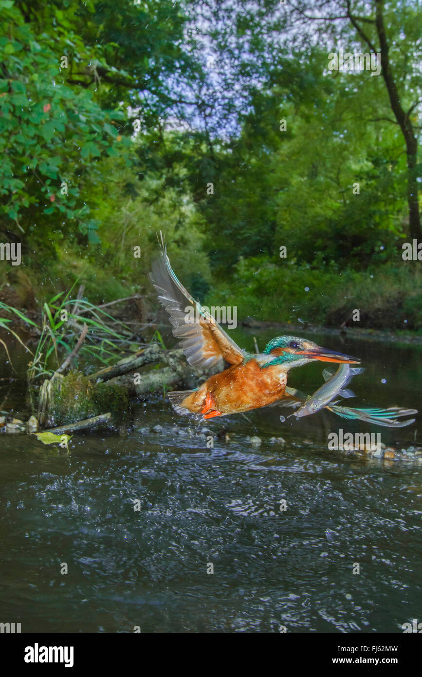 river kingfisher (Alcedo atthis), female flying with captured fish from ...