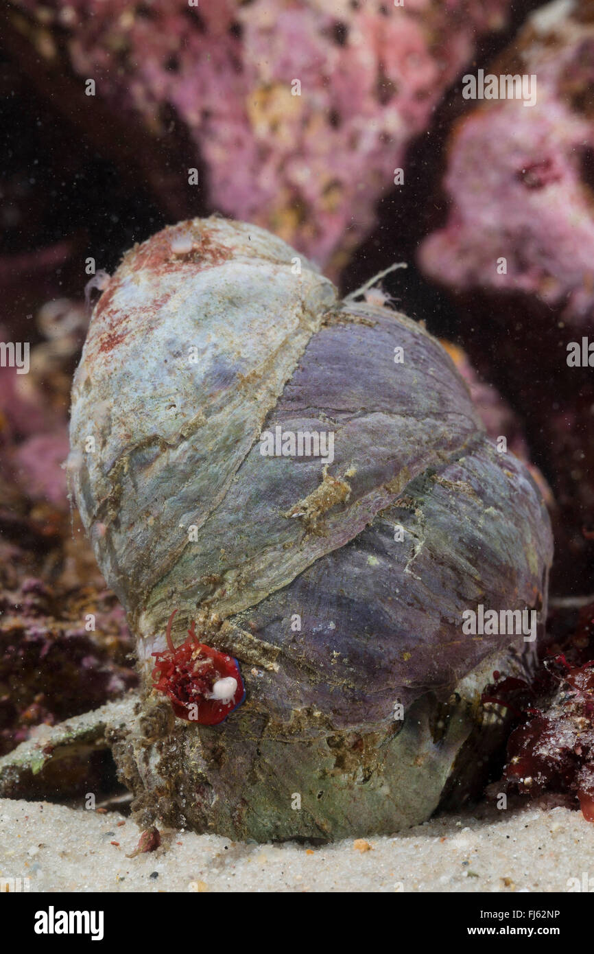 Slipper limpet, slippersnail, common slipper shell, common Atlantic ...