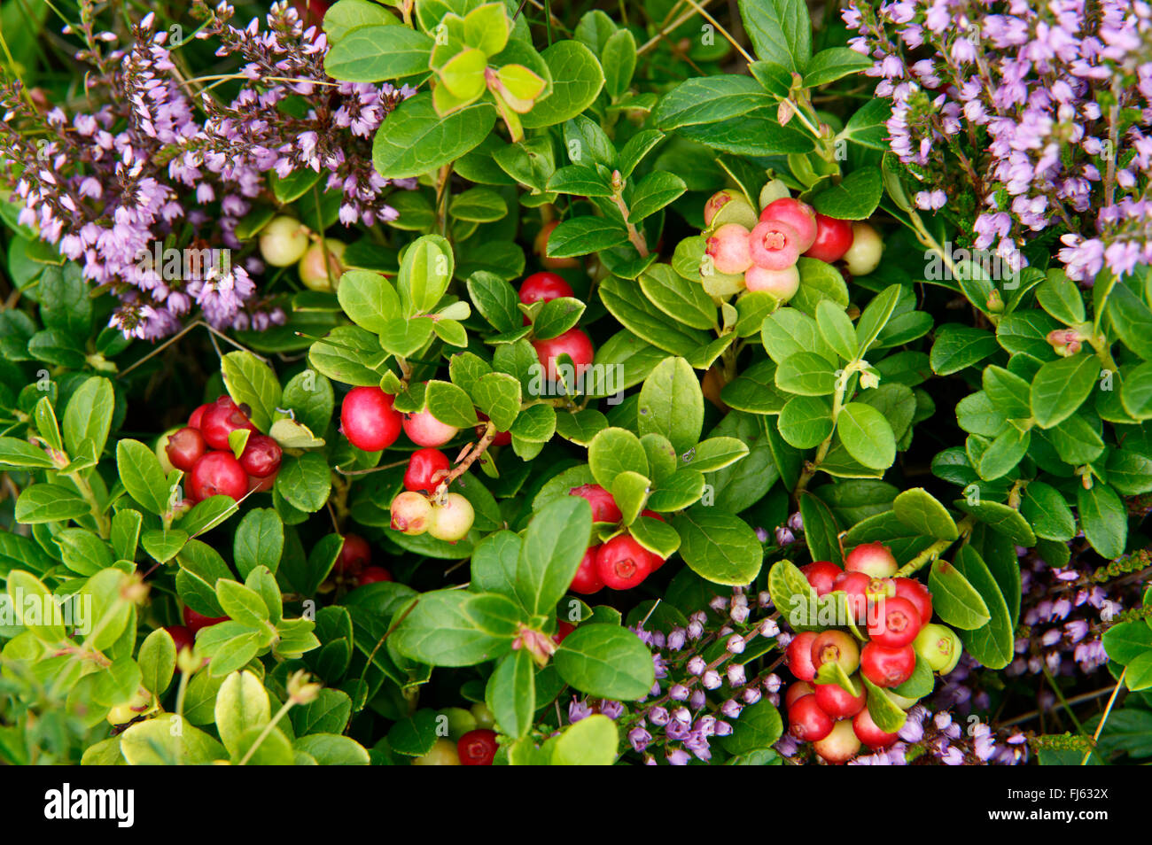 cowberry, foxberry, lingonberry, mountain cranberry (Vaccinium vitis ...