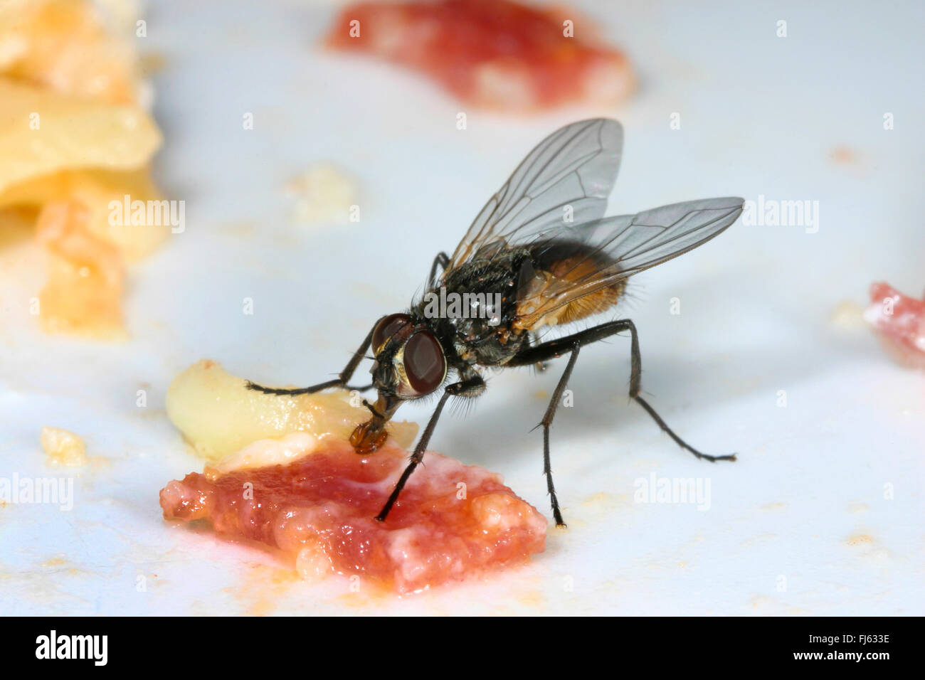 House fly (Musca domestica), feeds on food remains, Germany Stock Photo ...