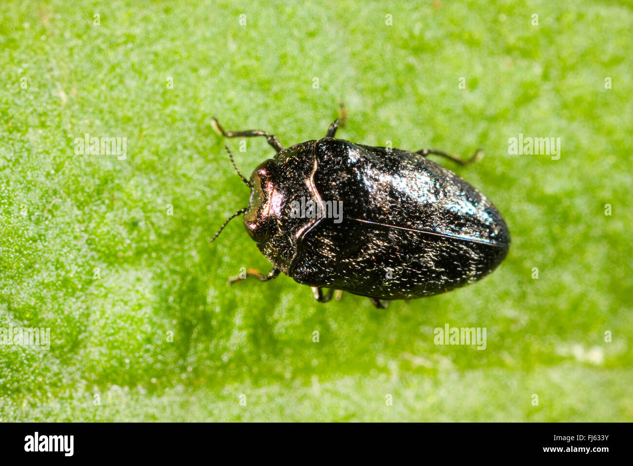 Wood boring beetles hi-res stock photography and images - Alamy