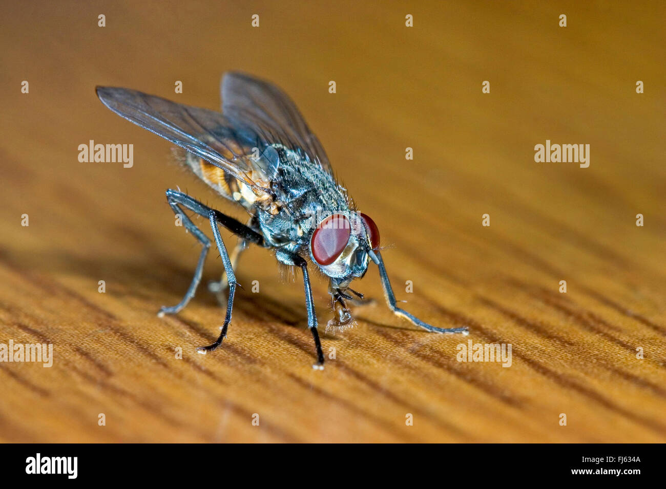 Musca domestica hi-res stock photography and images - Alamy