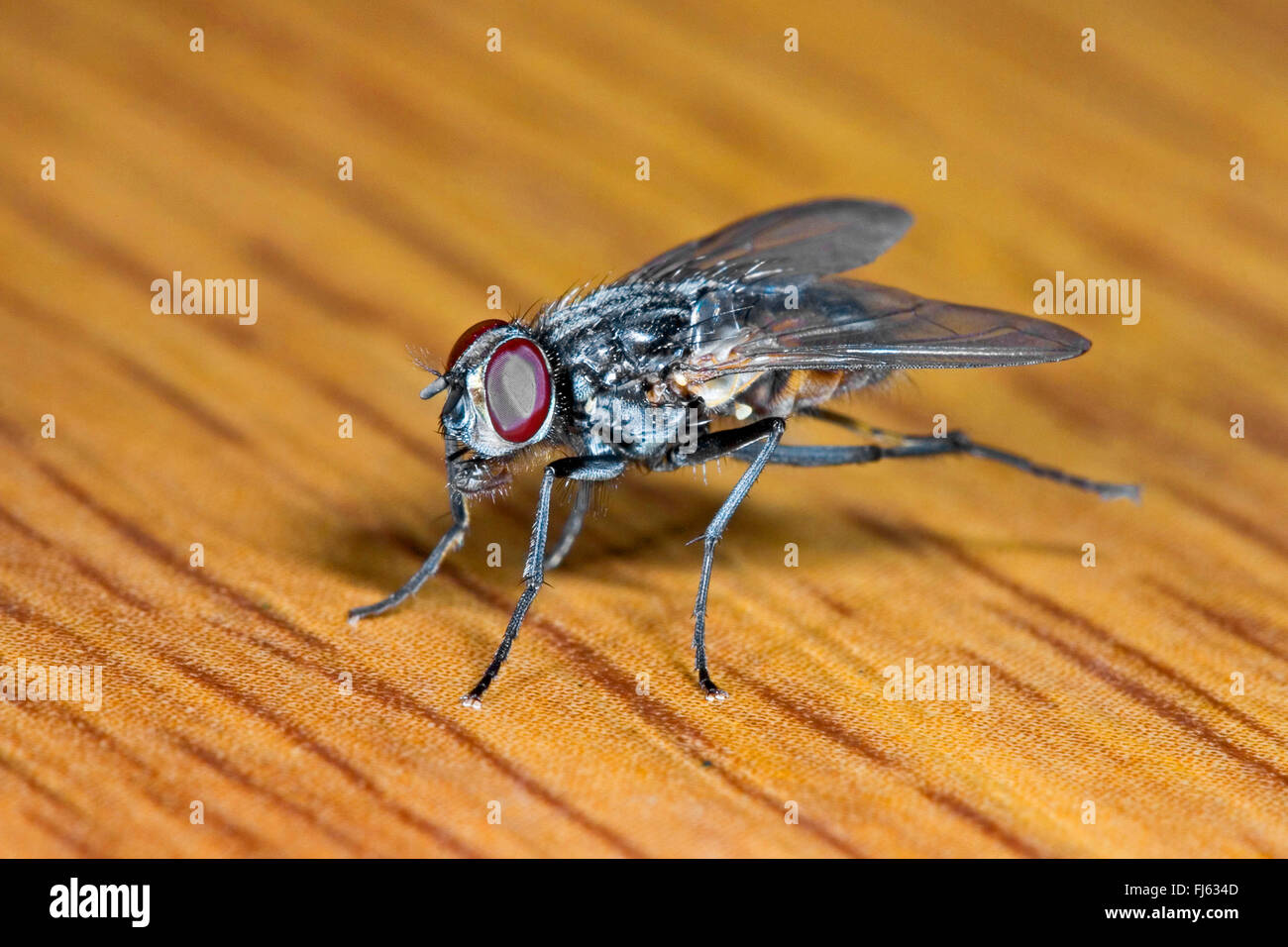 House fly (Musca domestica), grooming, Germany Stock Photo - Alamy