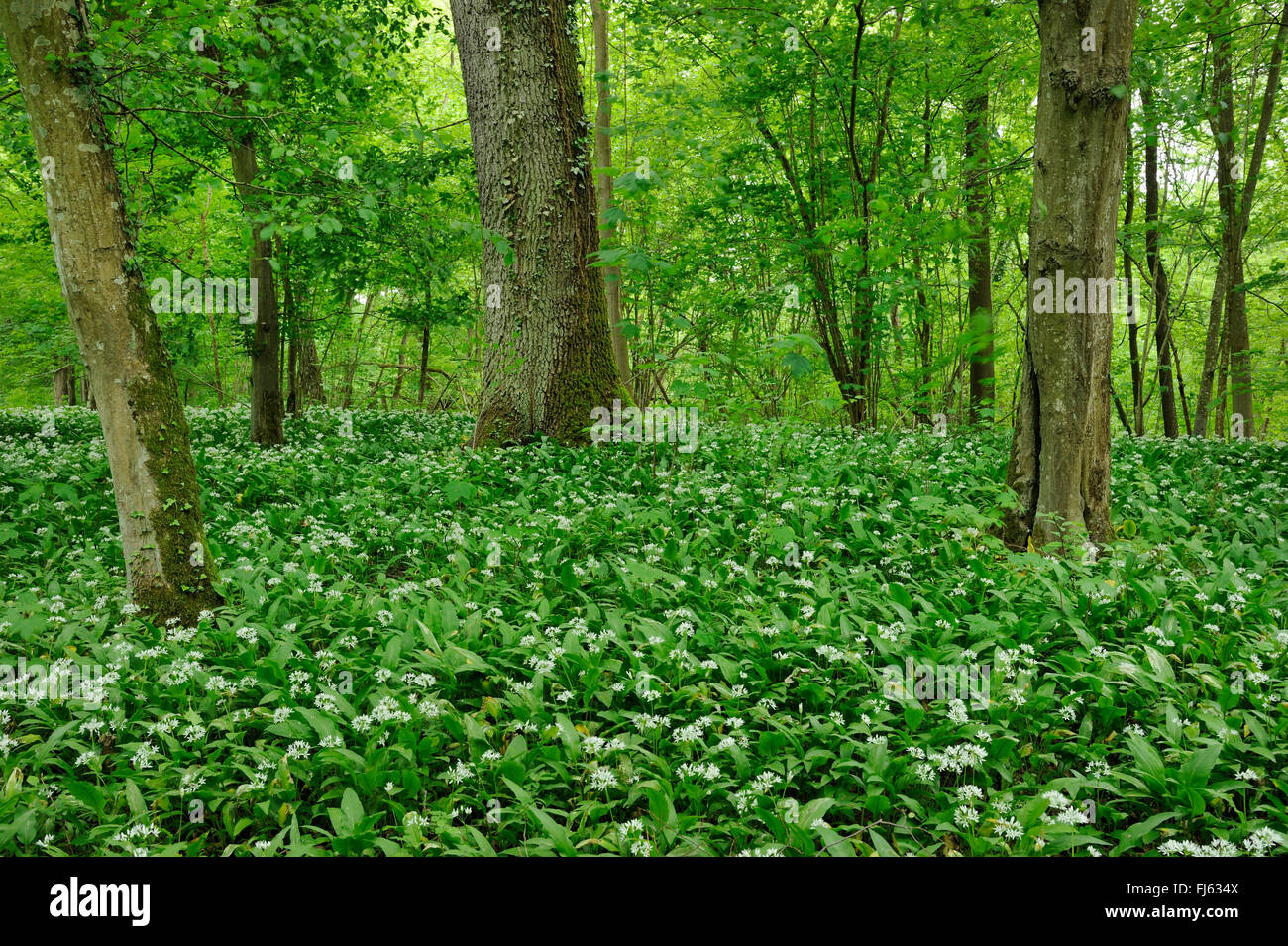 ramsons, buckrams, wild garlic, broad-leaved garlic, wood garlic, bear ...
