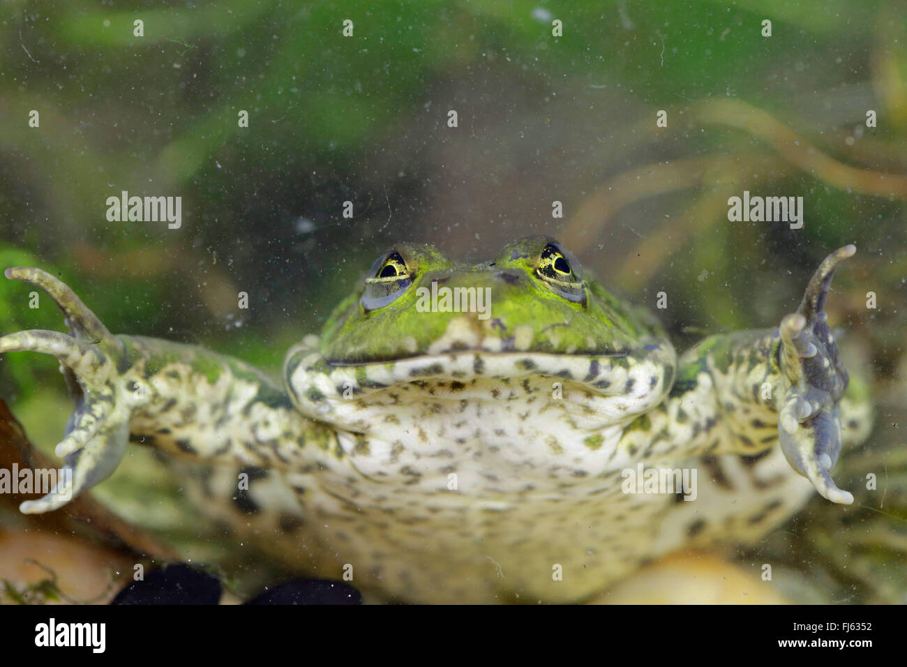 European edible frog, common edible frog (Rana kl. esculenta, Rana ...