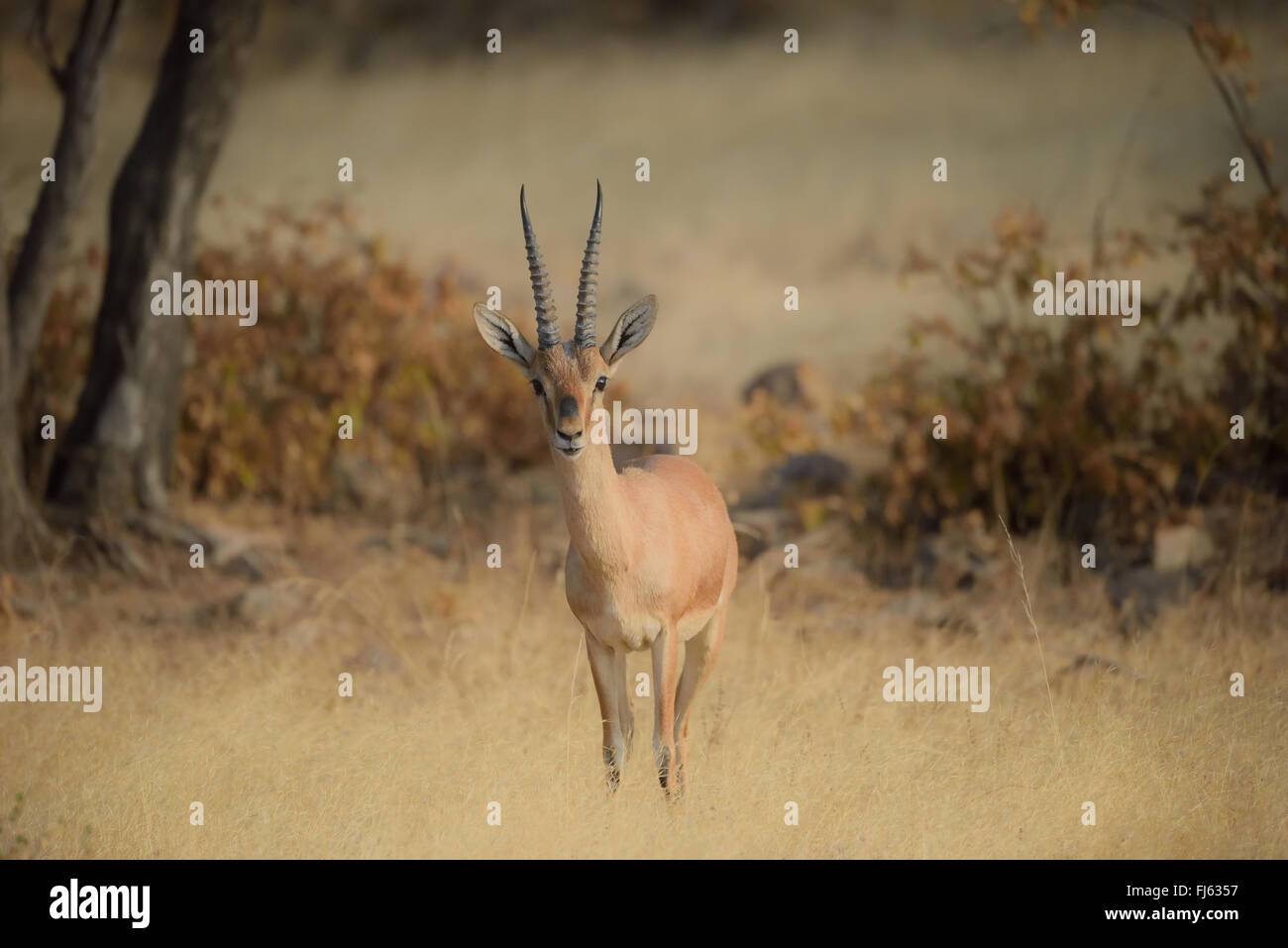 Chinkara Indian gazelle, Ranthambore National Park , Rajasthan , India ...