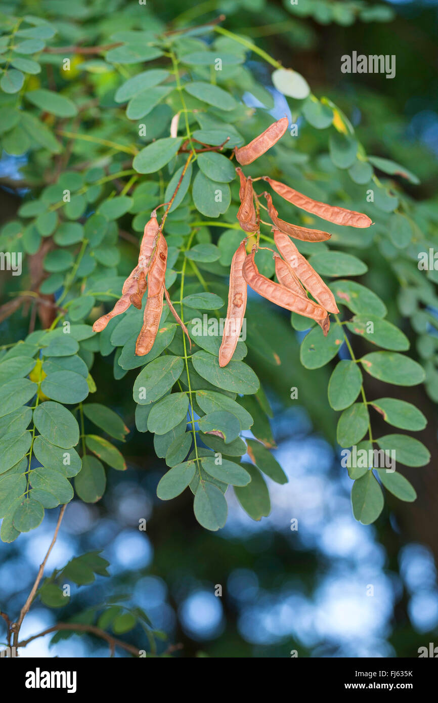 black locust, common locust, robinia (Robinia pseudo-acacia, Robinia ...