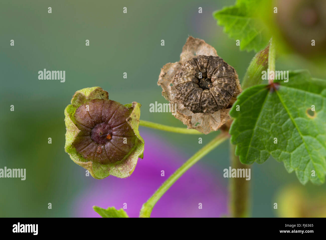 common mallow, blue mallow, high mallow, high cheeseweed (Malva ...