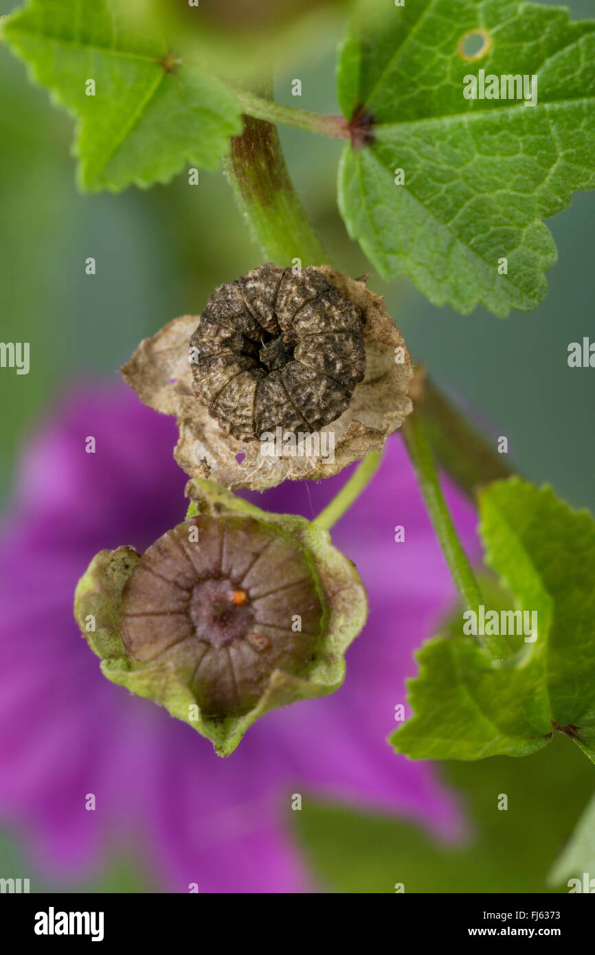 common mallow, blue mallow, high mallow, high cheeseweed (Malva ...