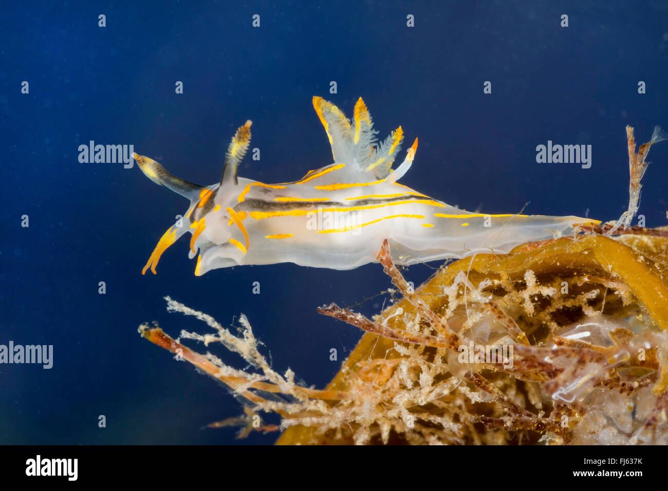 Polyceras hi-res stock photography and images - Alamy