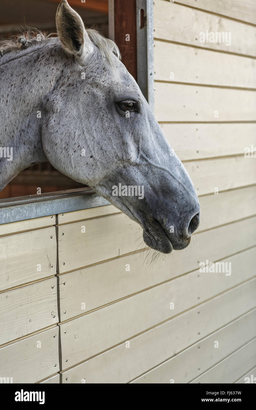 Flea in the ears hi-res stock photography and images - Alamy