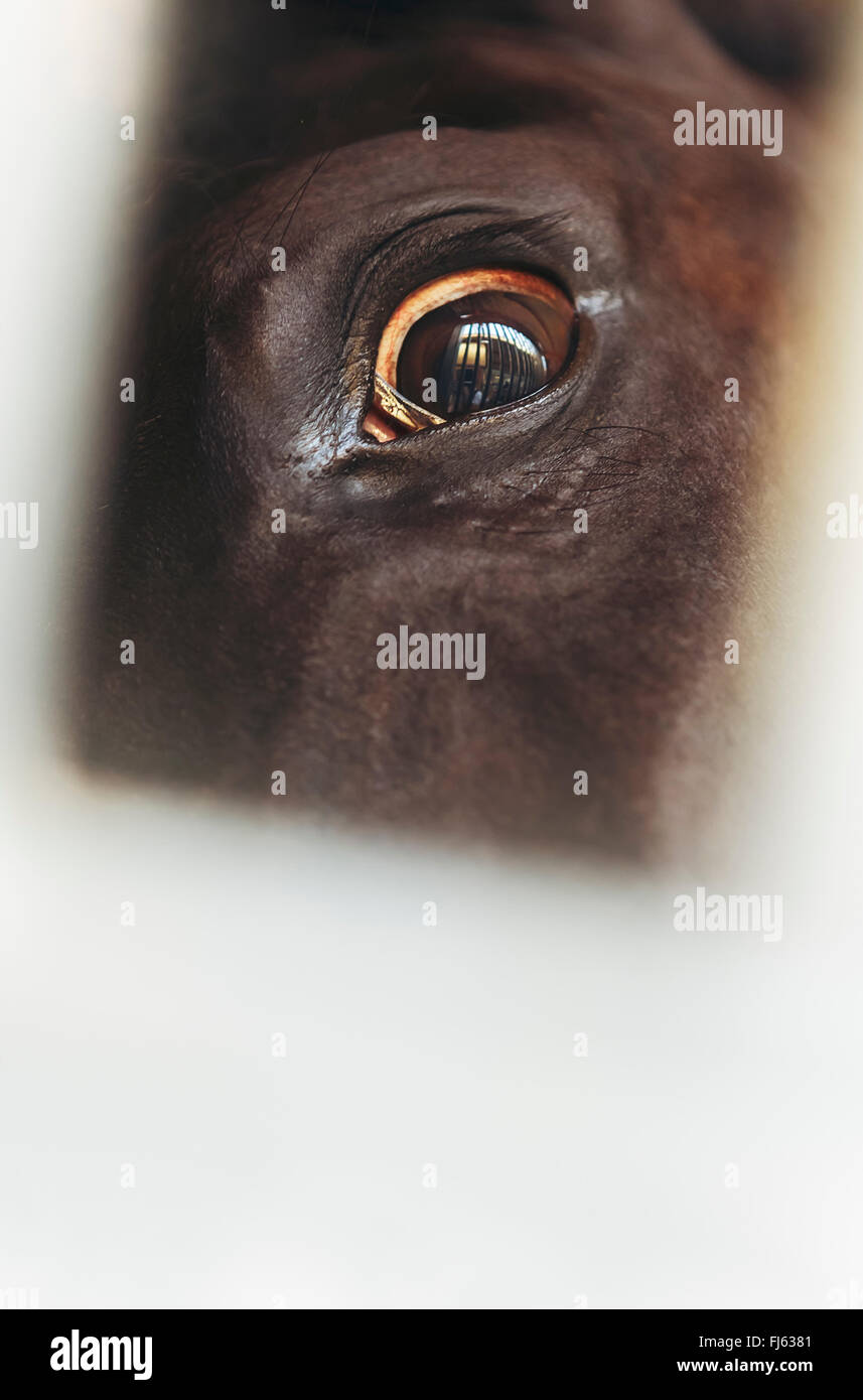 Scared horse hi-res stock photography and images - Alamy