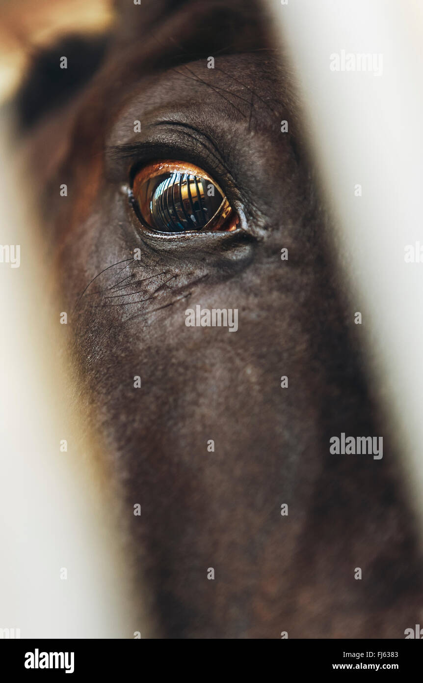 Closeup of a scared horse eye with reflections of enclosure bars ...