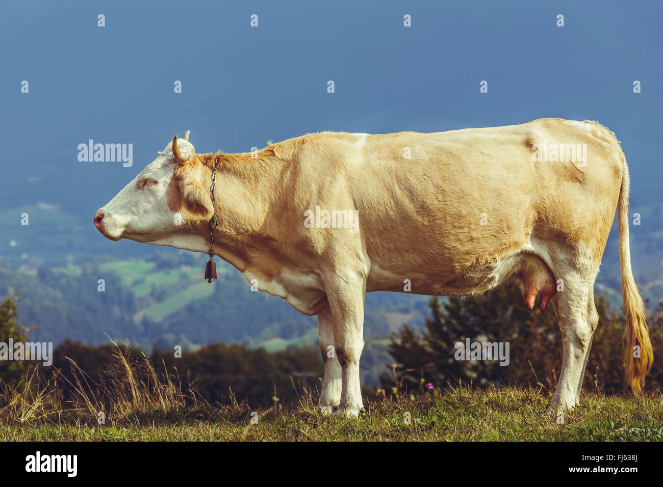 Tranquil adult brown female cow with bell on neck. Traditional organic ...