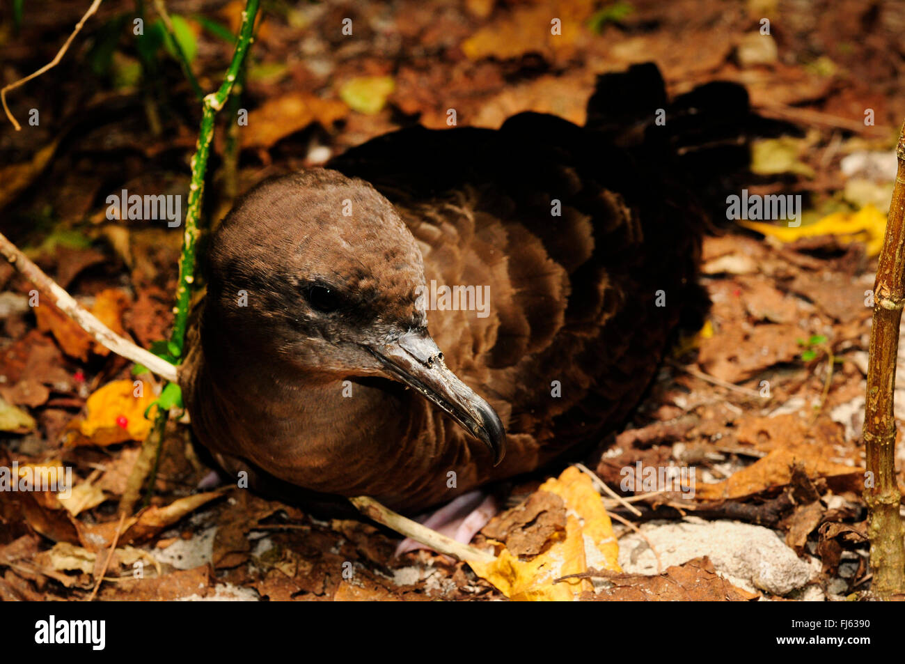 Wedge-tailed shearwater (Puffinus pacificus), breeding, New Caledonia ...