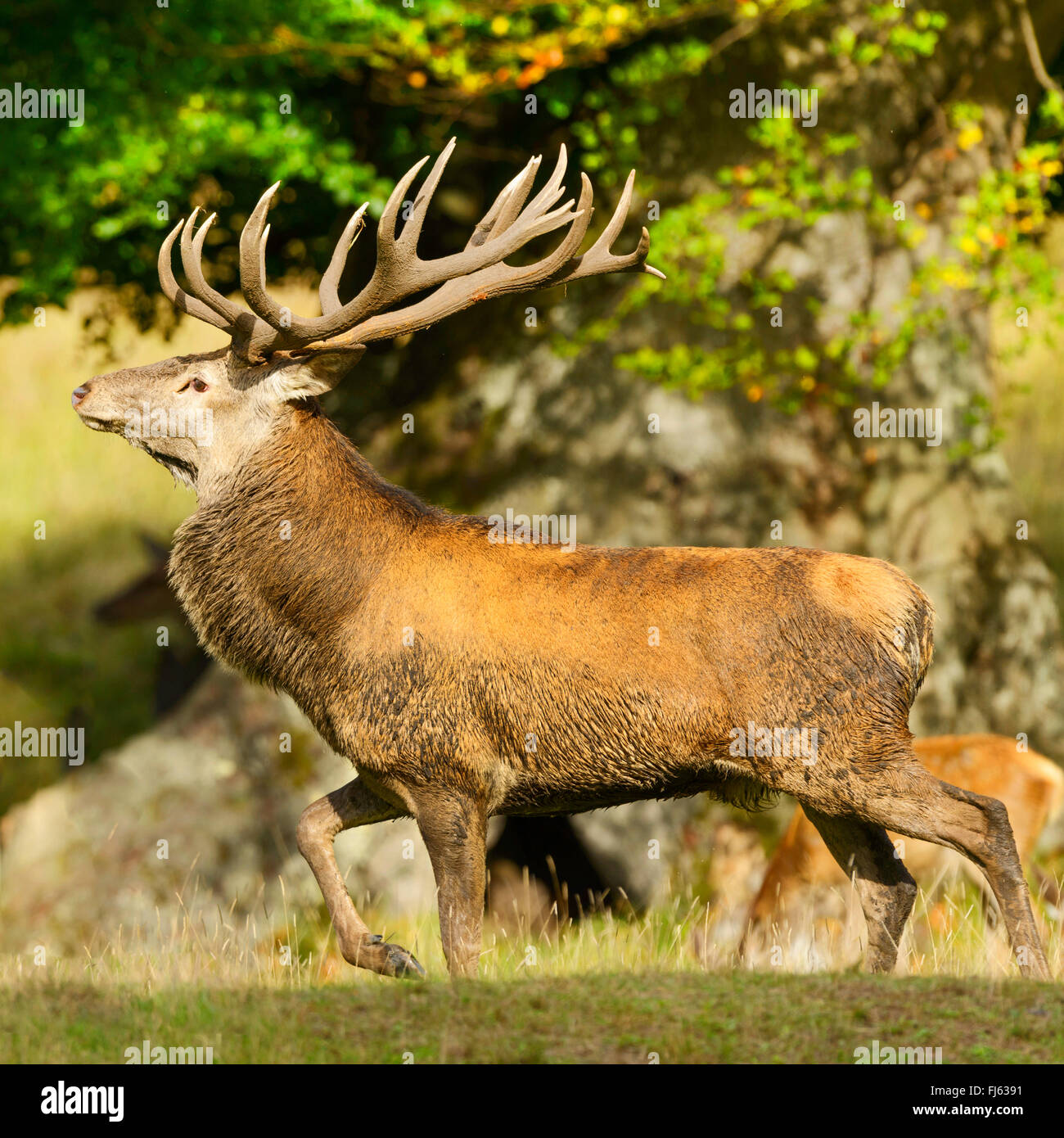 red deer (Cervus elaphus), stag, Denmark Stock Photo - Alamy