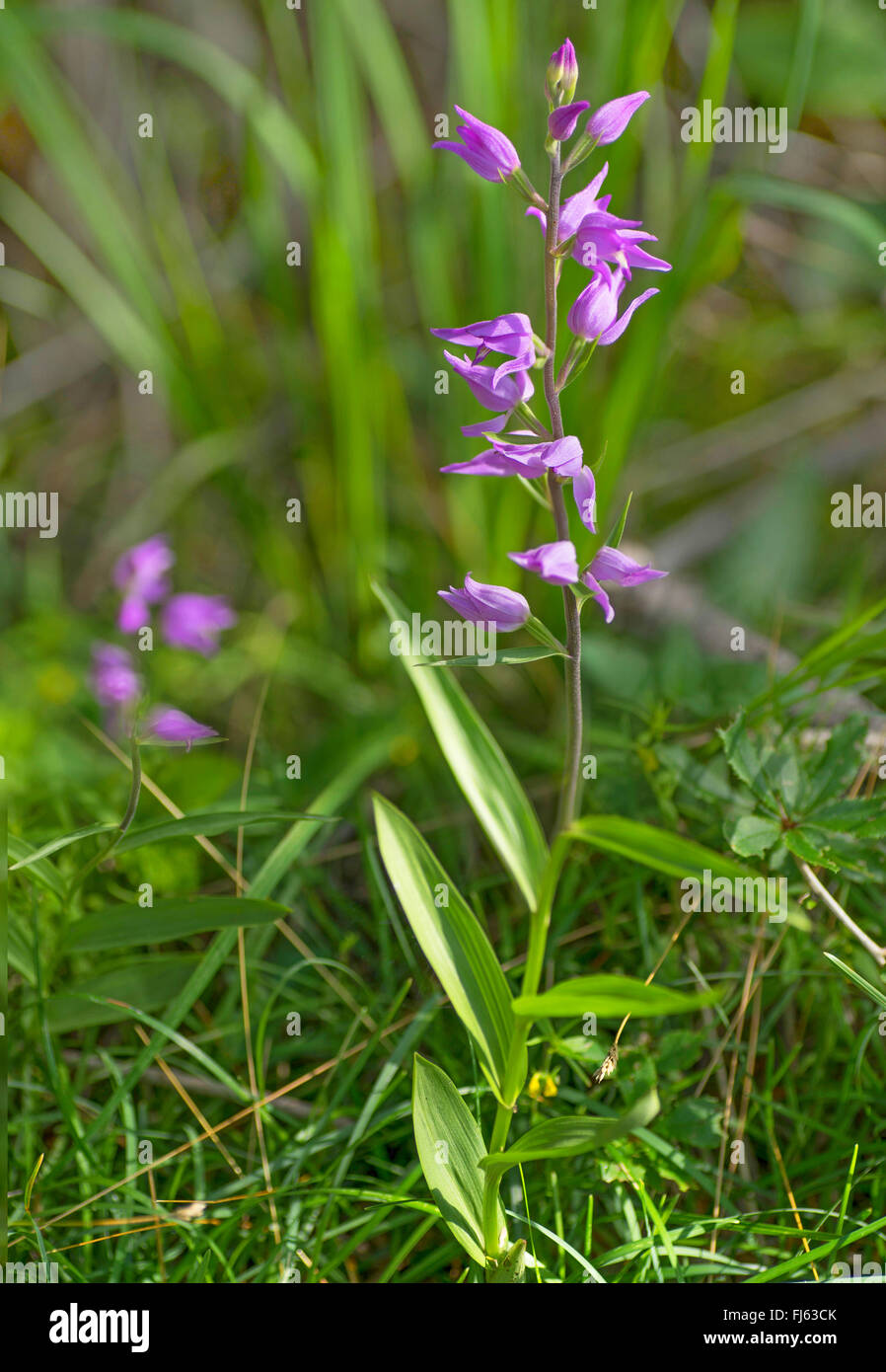 Red helleborine (Cephalanthera rubra), blooming, Austria, Tyrol Stock ...