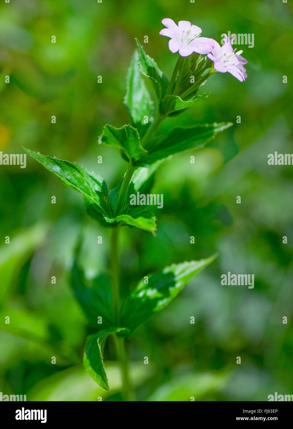 Willow weed hi-res stock photography and images - Alamy