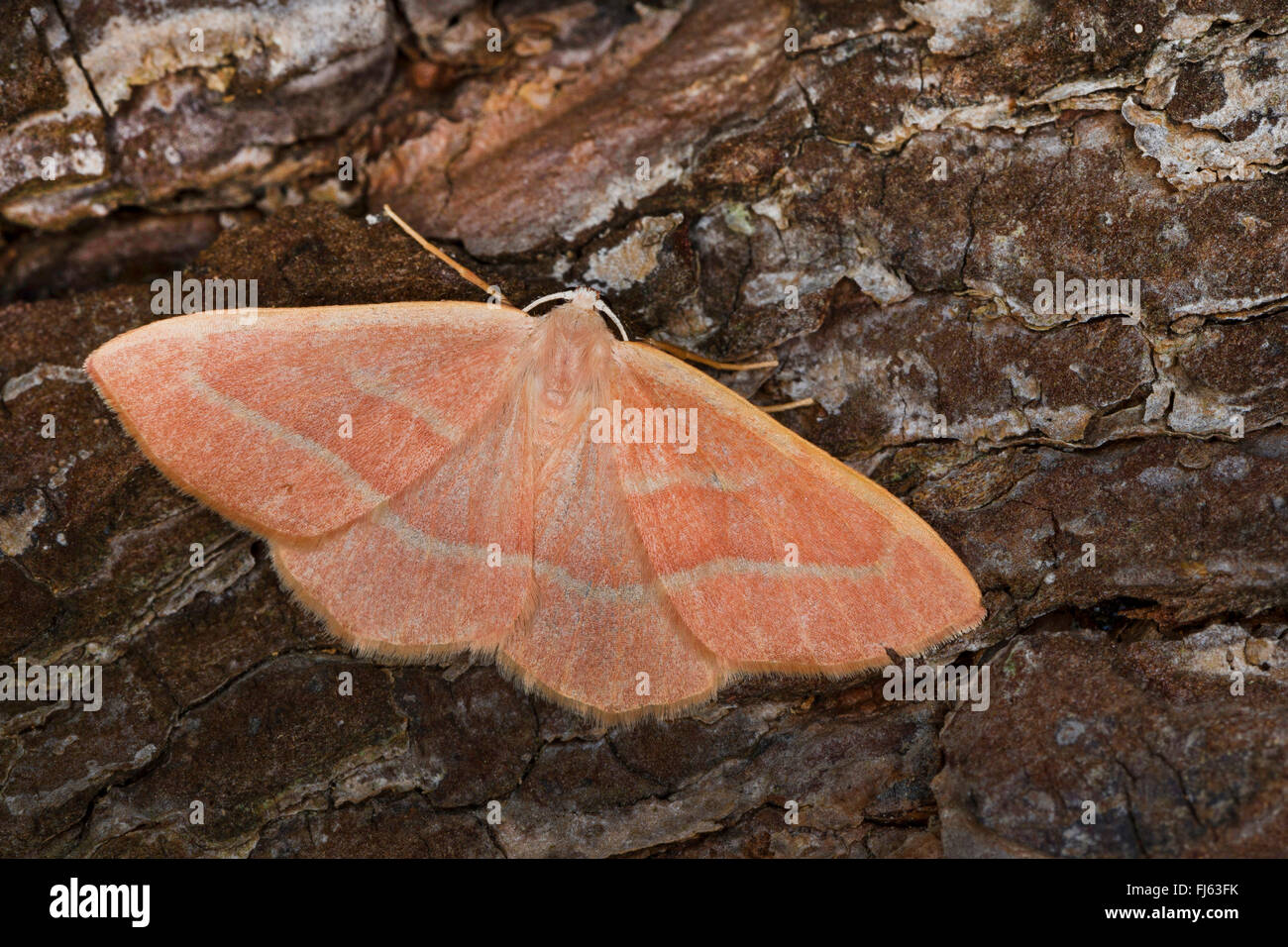 Barred Red (Hylaea fasciaria), sits on bark, Germany Stock Photo - Alamy
