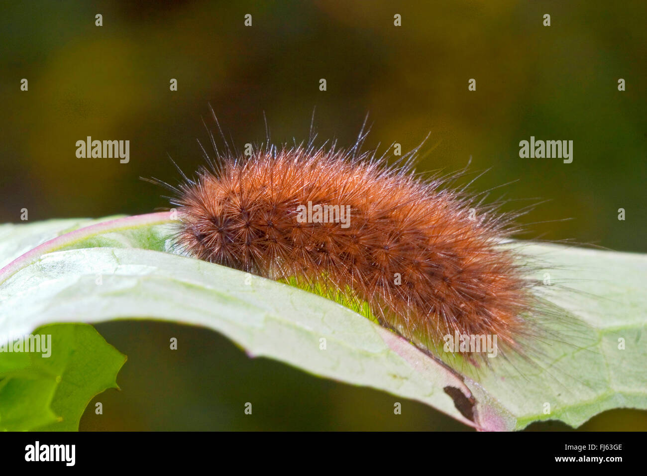 Ruby tiger moth caterpillar hi-res stock photography and images - Alamy