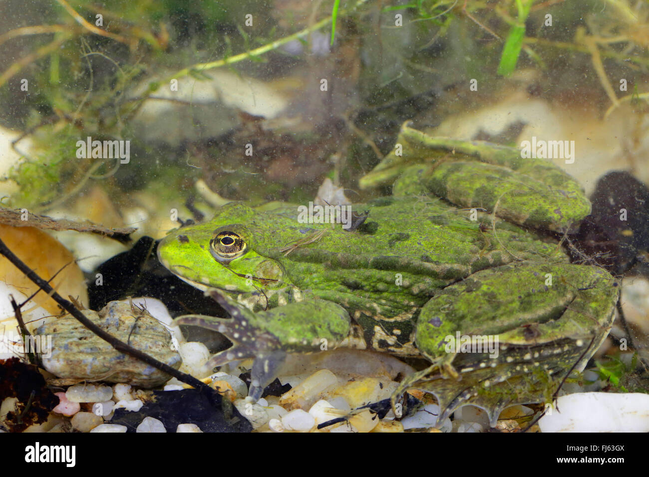 European edible frog, common edible frog (Rana kl. esculenta, Rana ...
