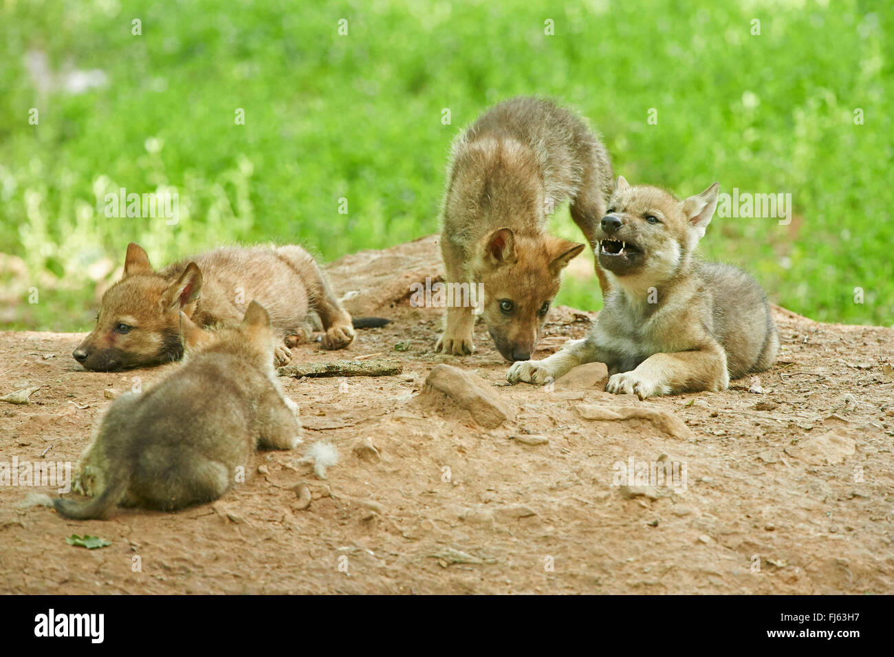 European gray wolf (Canis lupus lupus), four cute wolf cubs, Germany ...